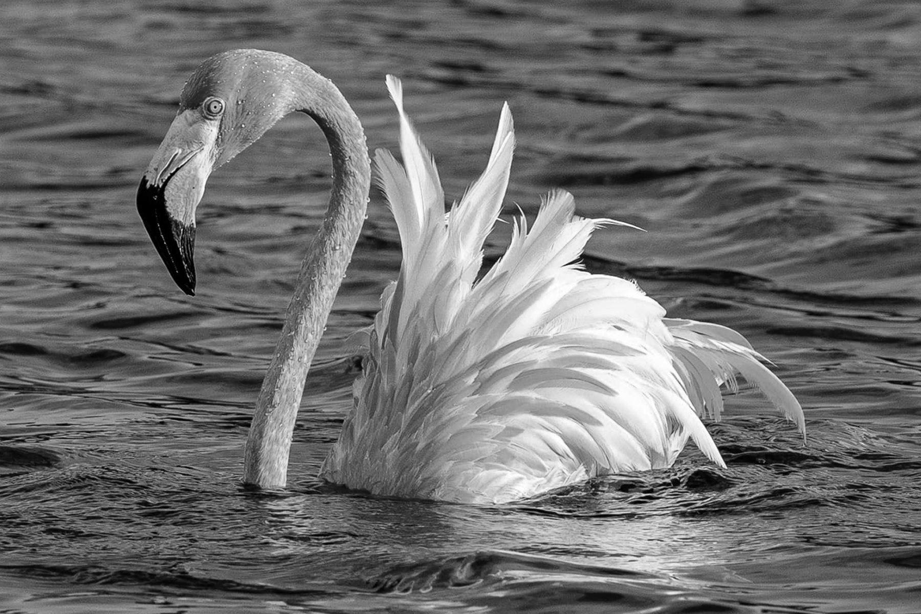 Bonaire in 100 photos - Chogogo - Sunwise Bonaire