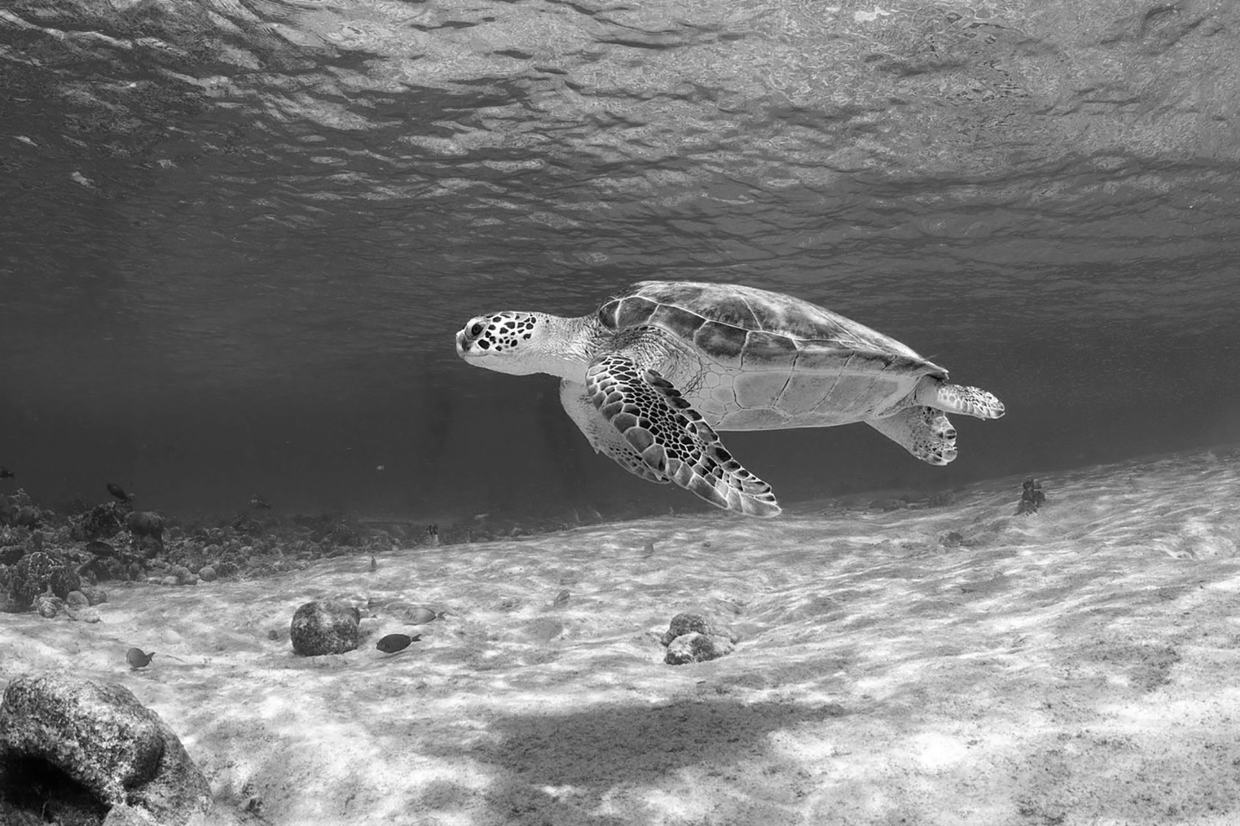 Bonaire in 100 photos - Sea Turtle - Sunwise Bonaire