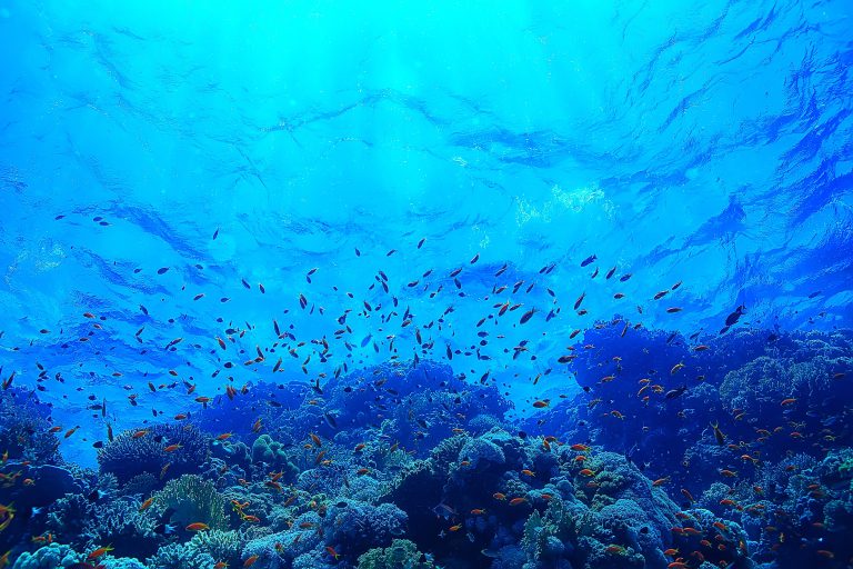 Best Caribbean diving: a guide to exploring tropical depths