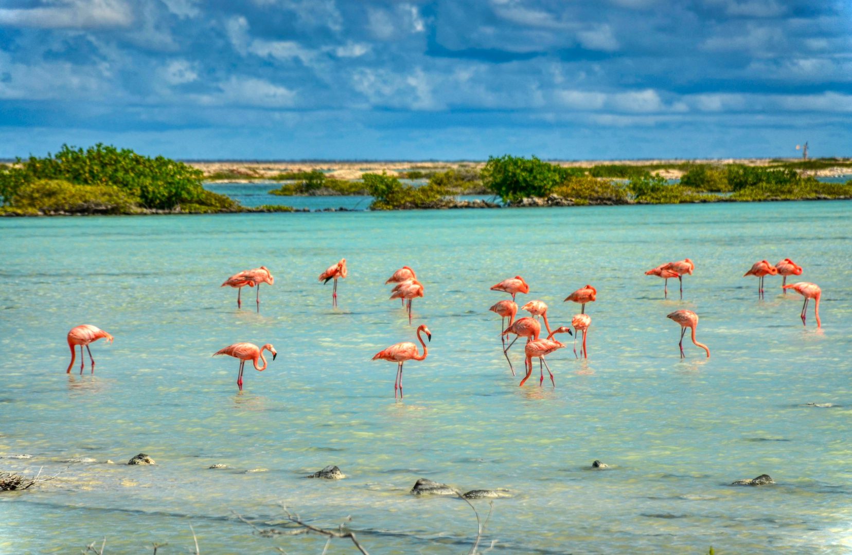 Bonaire salt flats: a unique blend of industry, nature and recreation