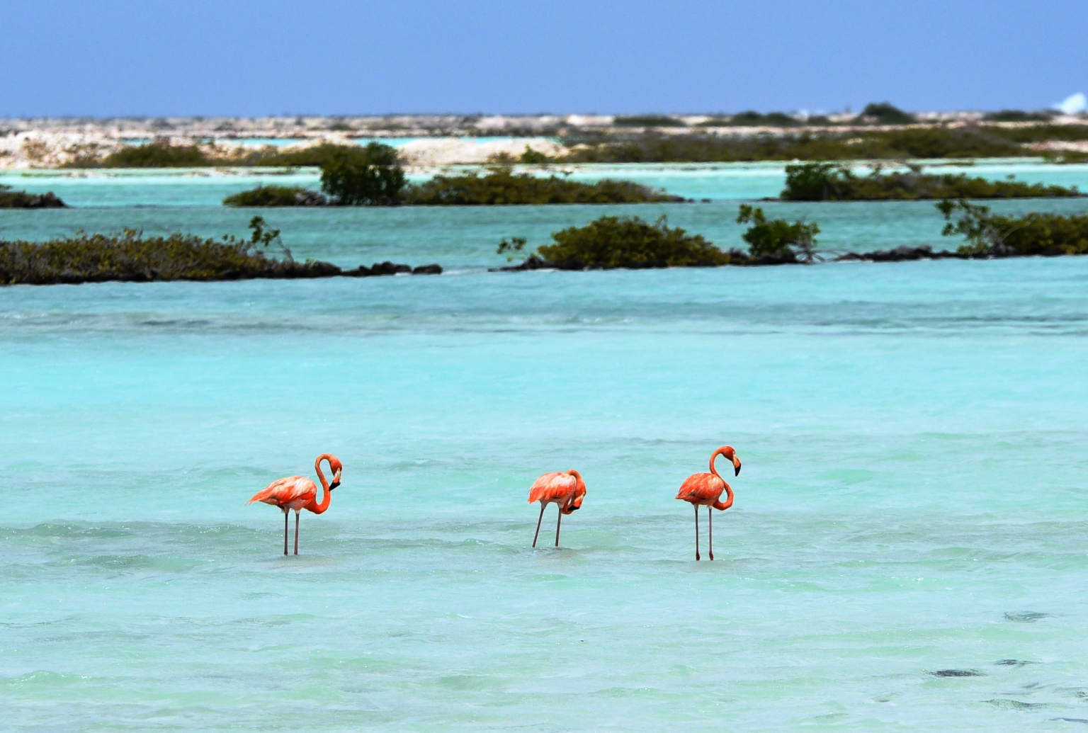 Flamingo Bonaire: The Colorful Charm of the Caribbean