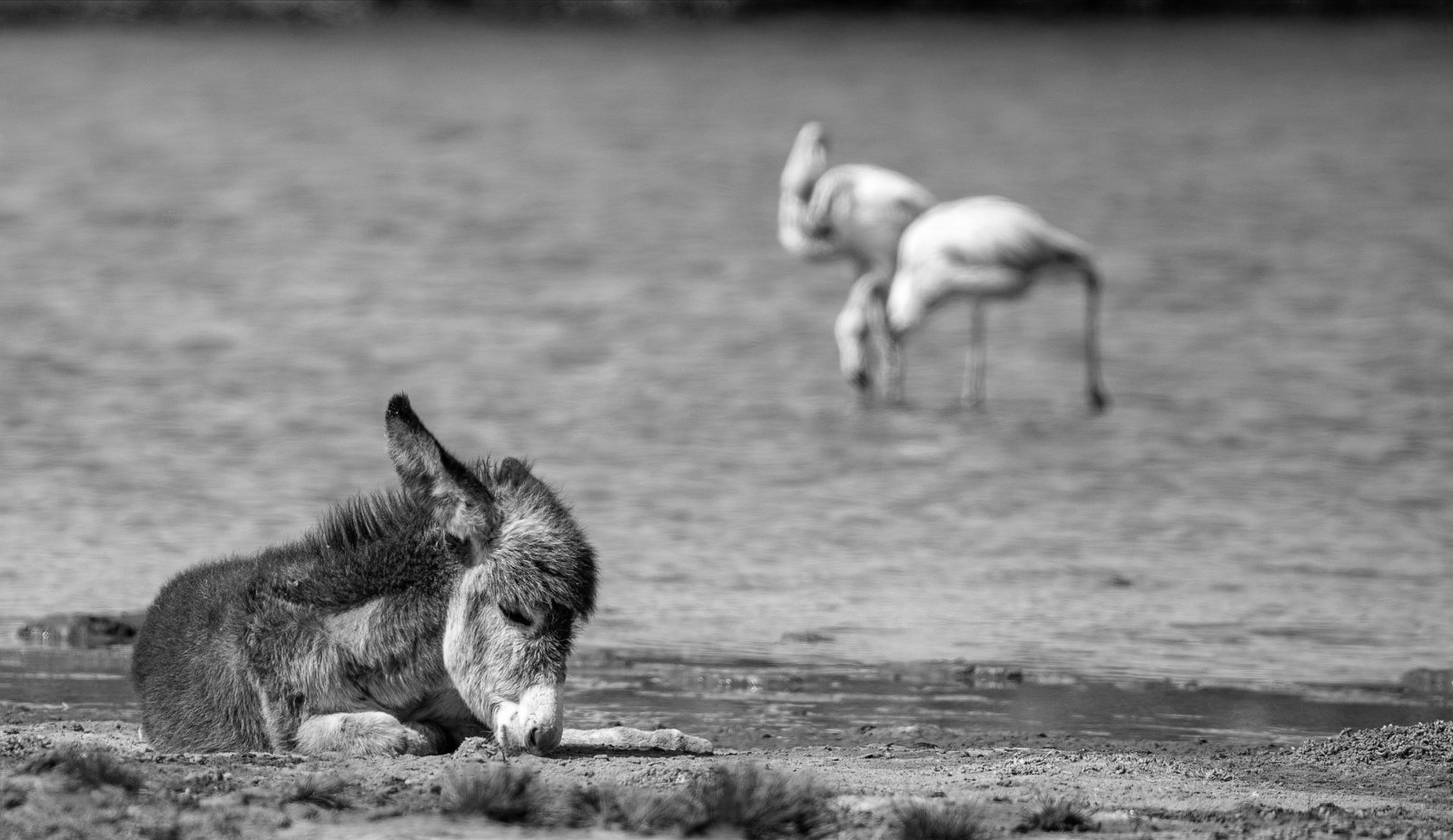 Bonaire in 100 photos - Donkey meets flamingo - Sunwise Bonaire