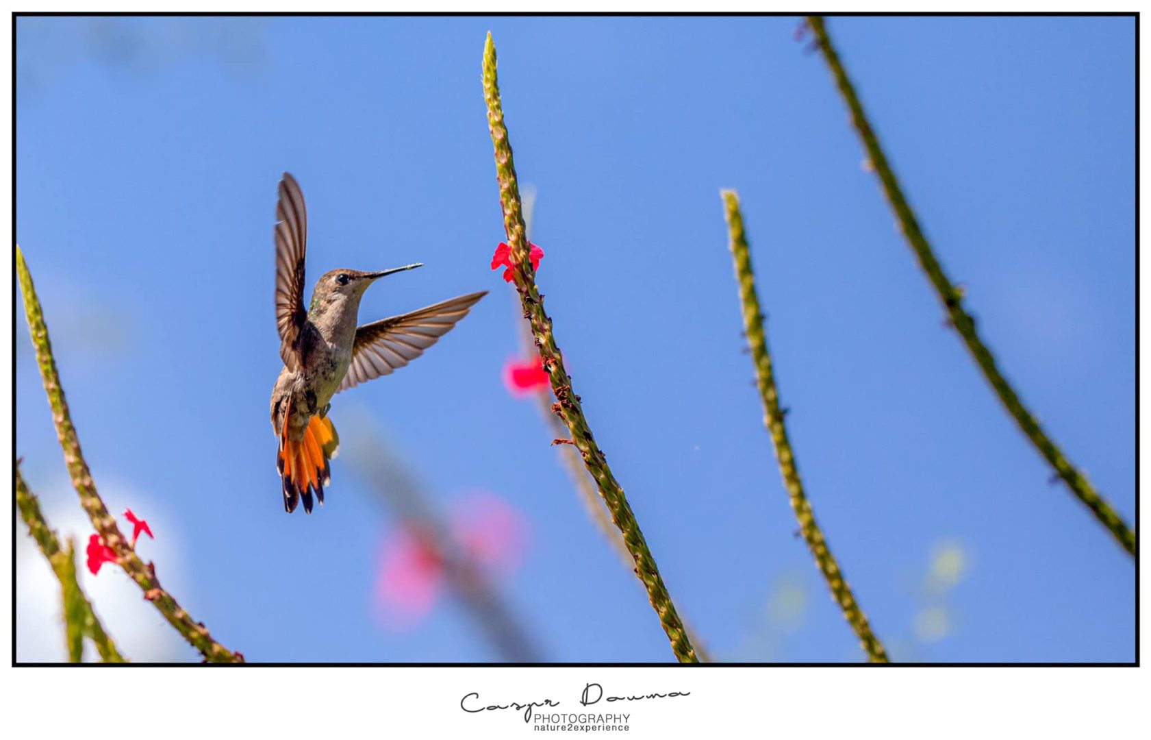 Bonaire in 100 photos - Hummingbird - Sunwise Bonaire