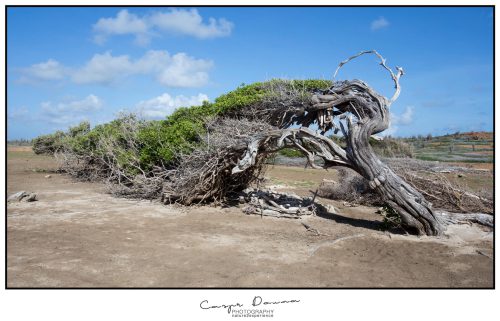 Bonaire in 100 photos - longest tree - Sunwise Bonaire