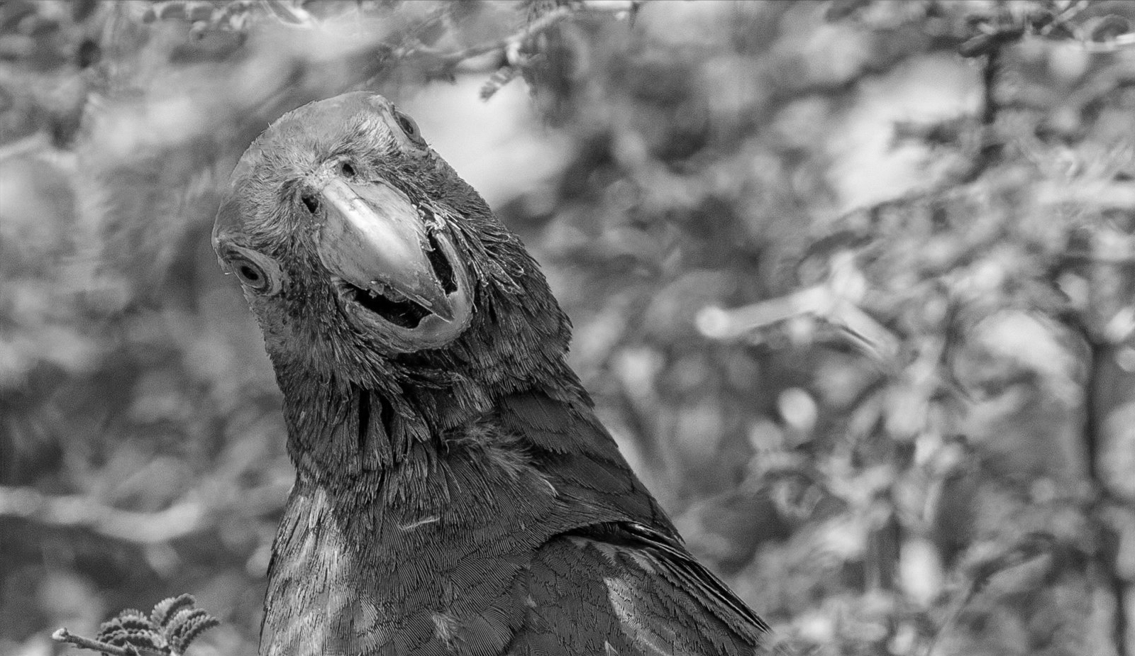 Bonaire in 100 photos - Lora parrot - Sunwise Bonaire