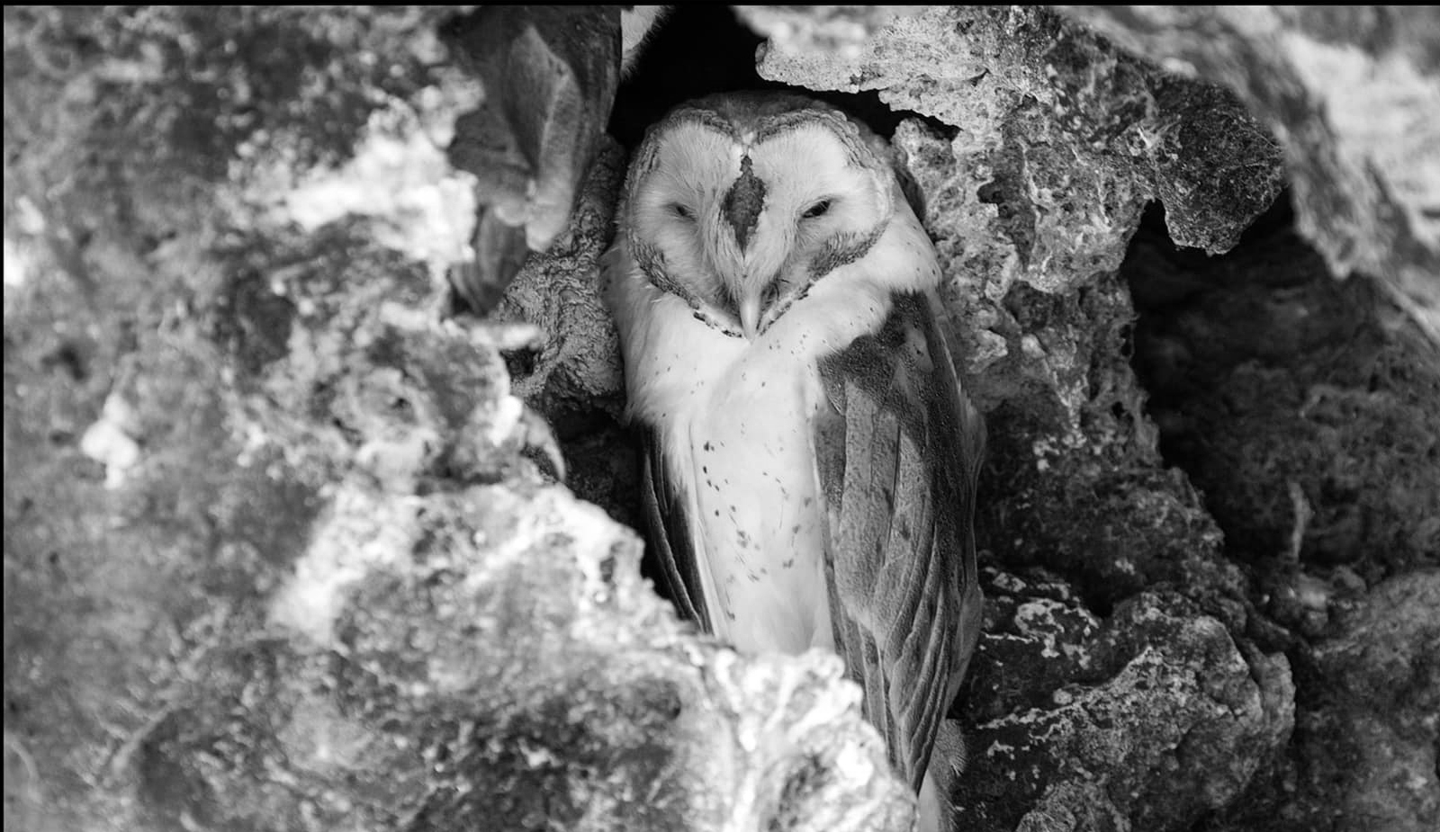 Bonaire in 100 photos - Owl - Sunwise Bonaire