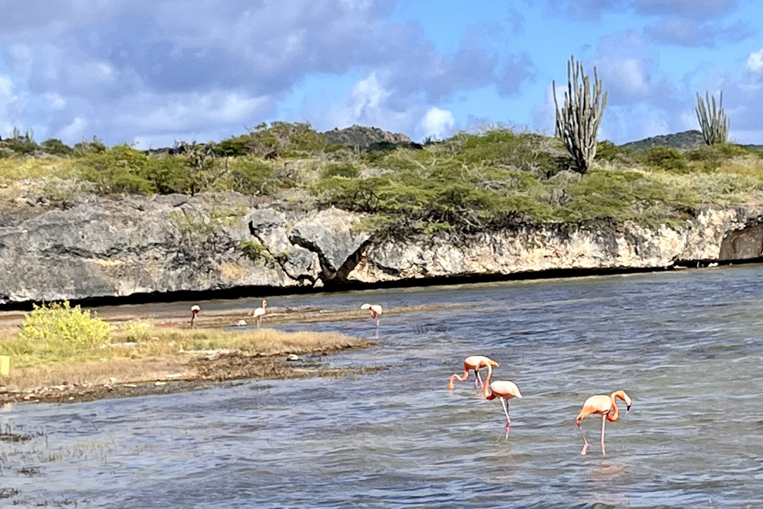 Bonaire flamingos: a pink paradise revealed
