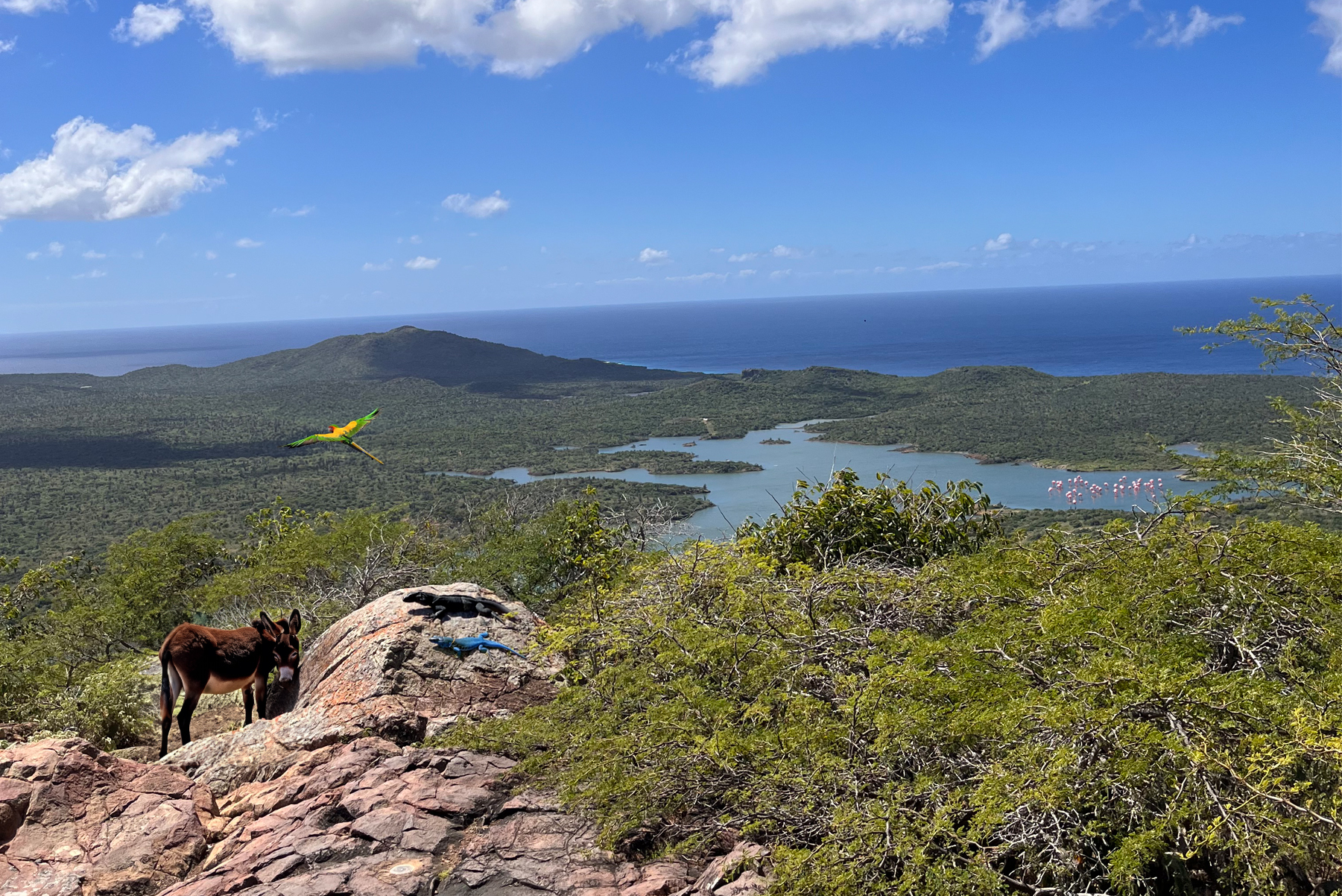 Ontdek de fascinerende dieren op Bonaire