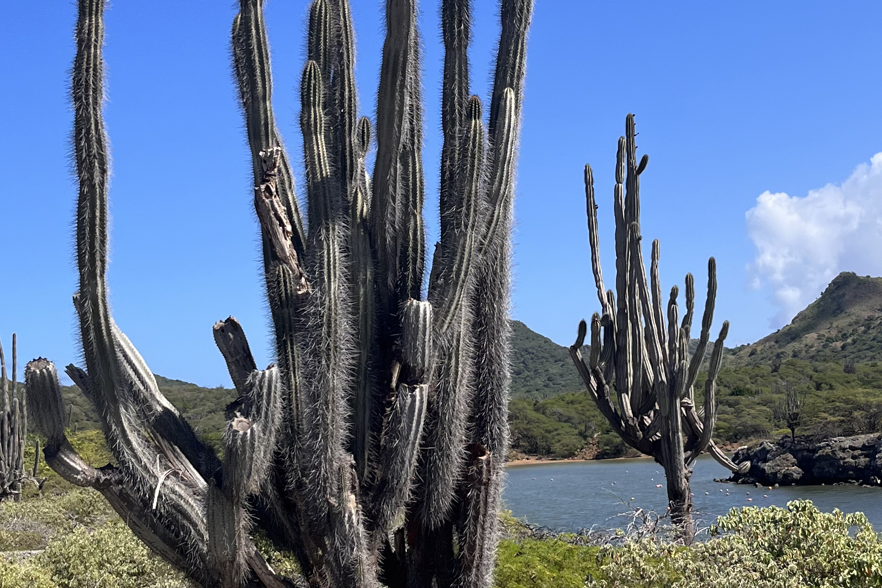 Exploring the wonders of Caribbean nature