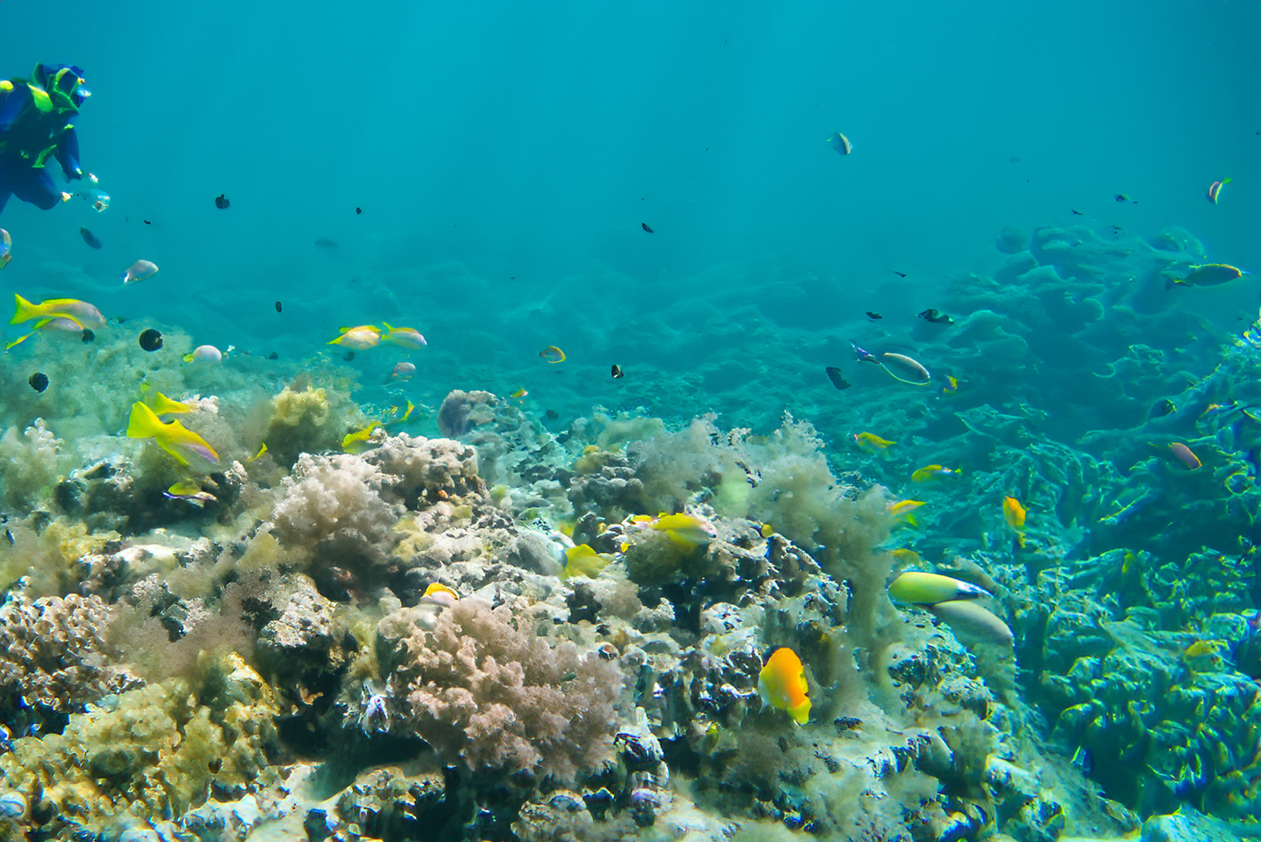 Exploring the wonders of Caribbean nature