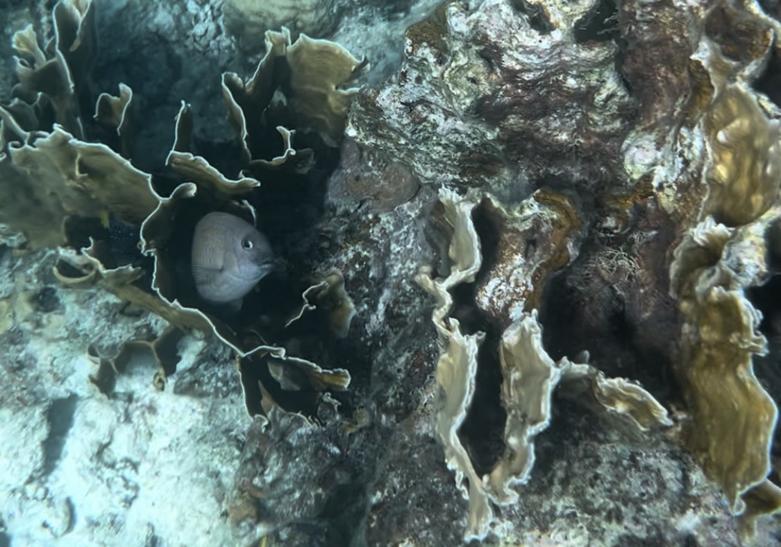 RoffaReefs on Bonaire: Breeding hope for coral reefs