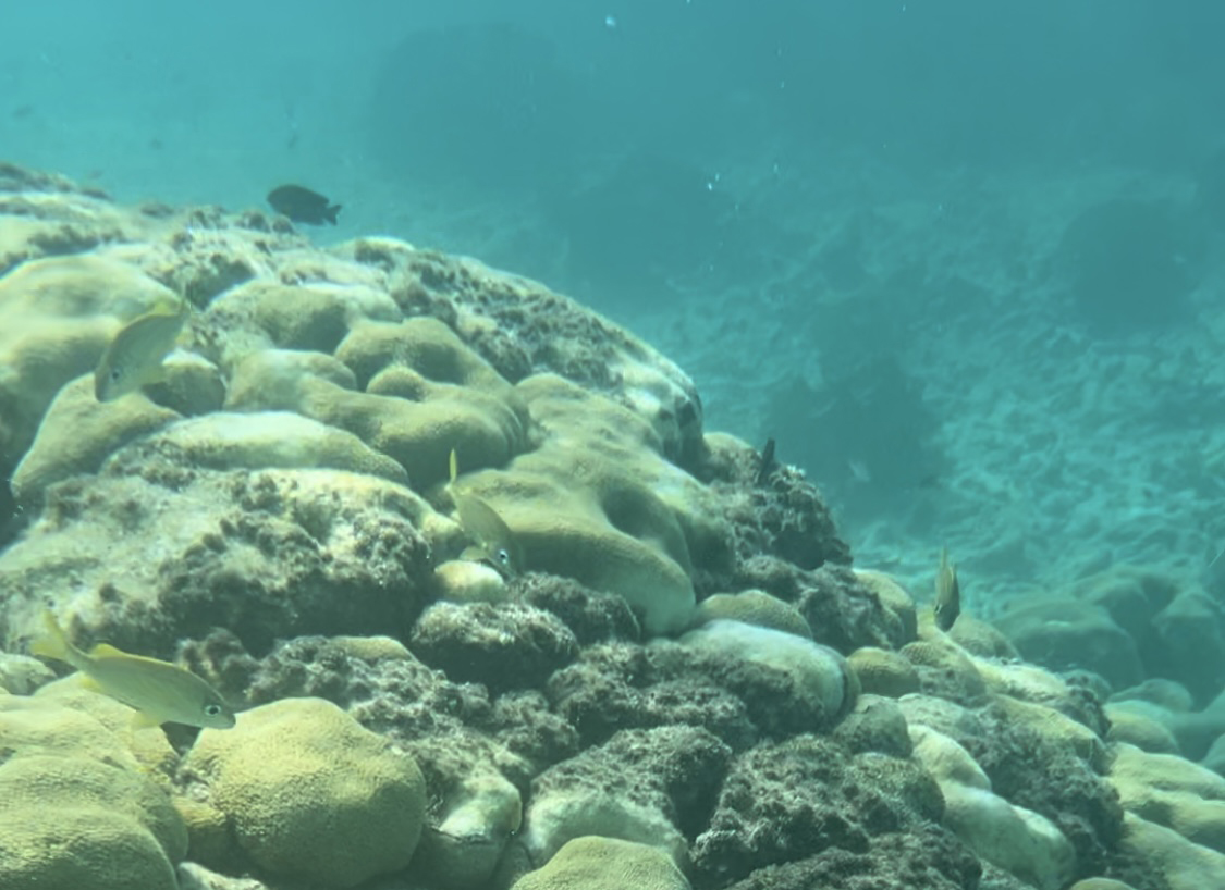 RoffaReefs on Bonaire: Breeding hope for coral reefs