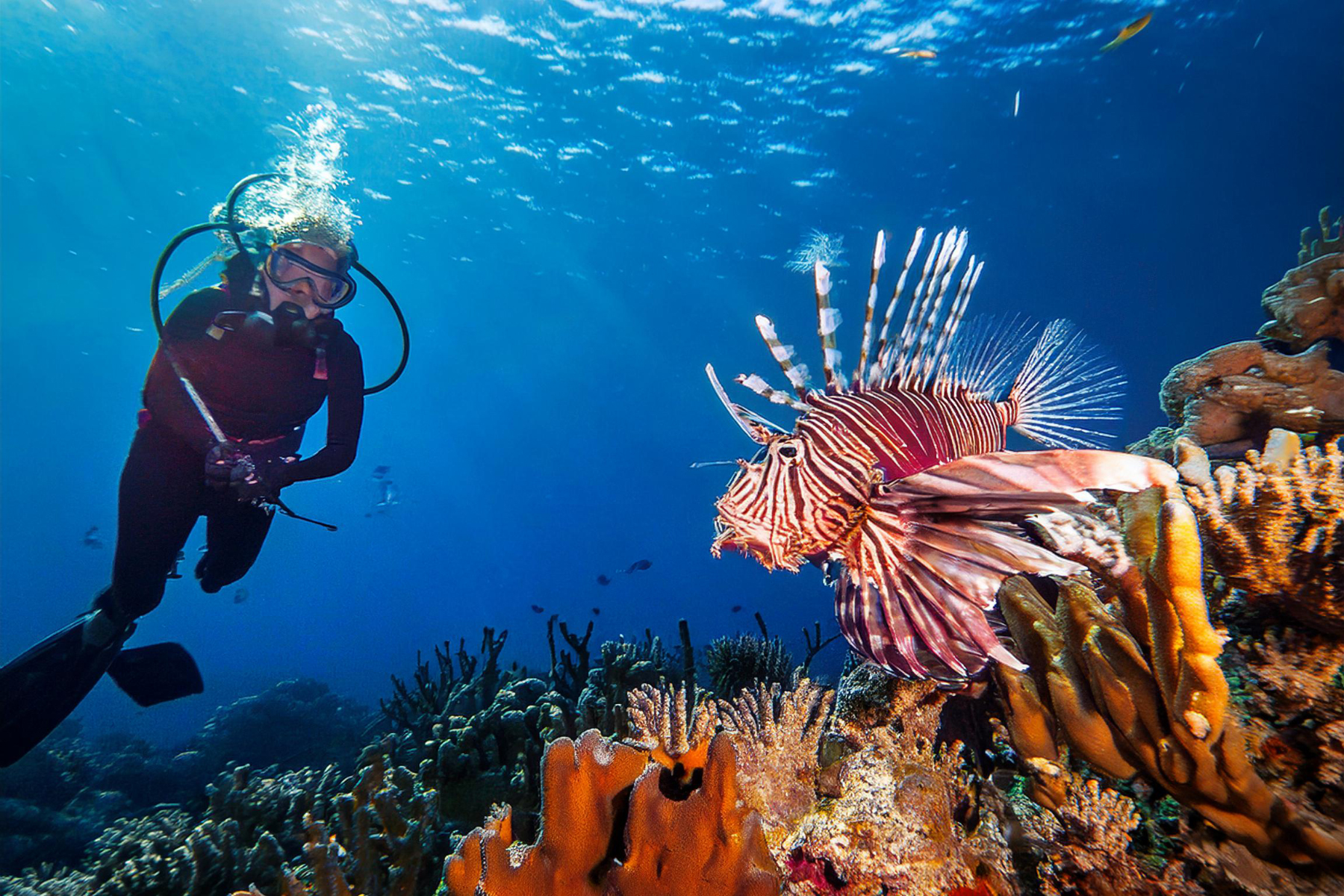 Learn how to control lionfish on Bonaire and help protect the reef