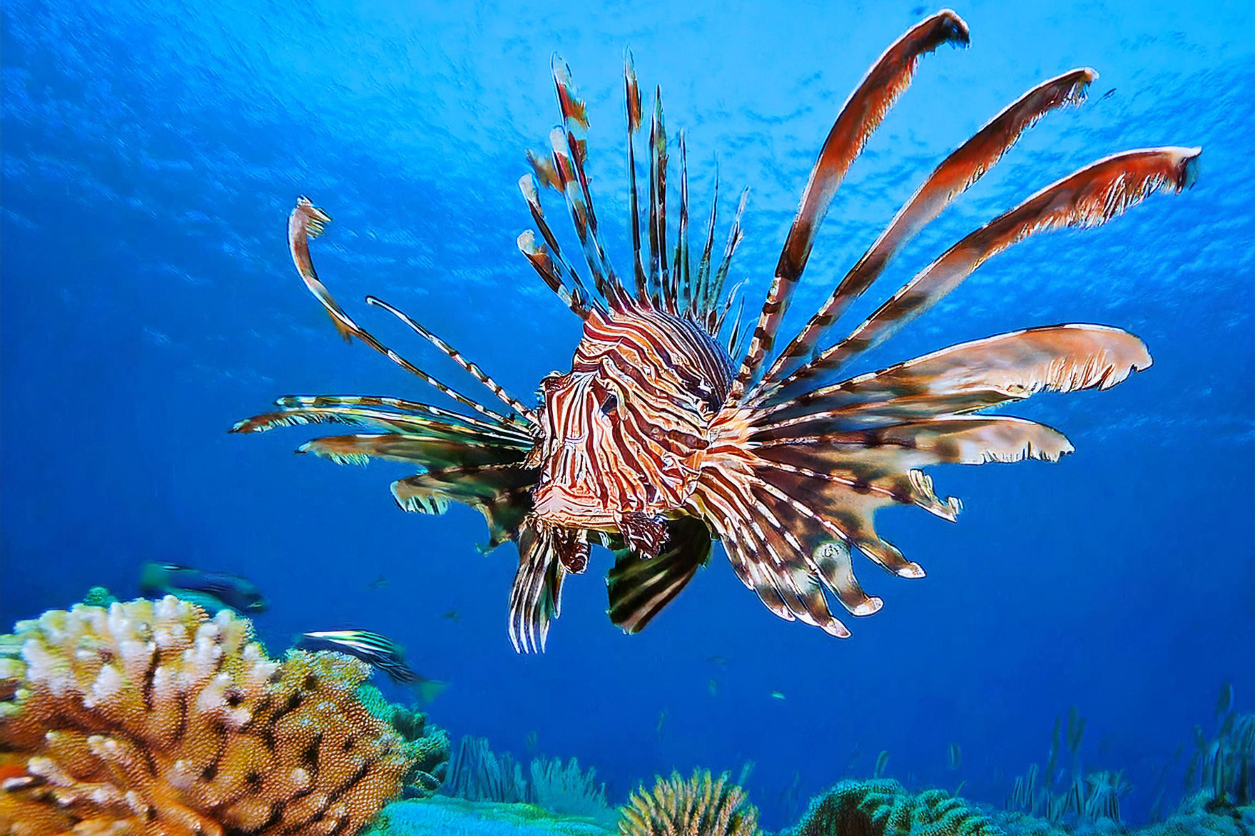 Learn how to control lionfish on Bonaire and help protect the reef