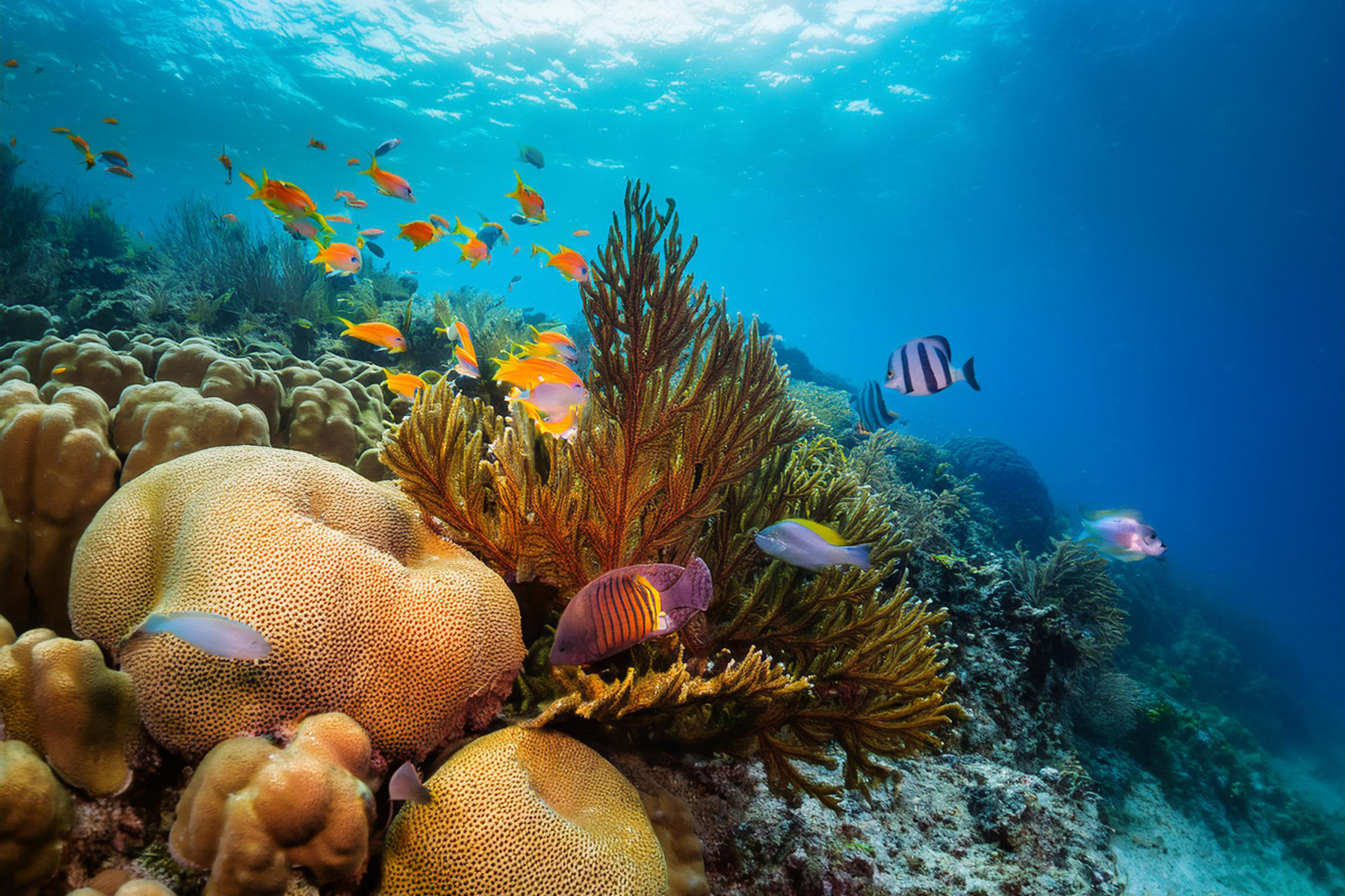 RoffaReefs on Bonaire: Breeding hope for coral reefs